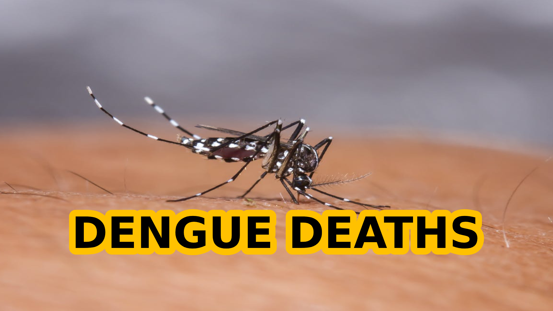 4 Confirmed dead from ‘severe dengue’ in SVG – One News SVG