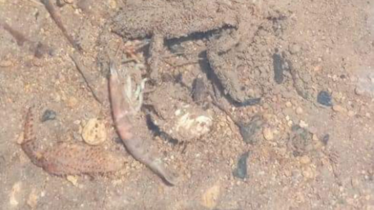 Possible river poisoning at Yambou: Forestry issues urgent Crayfish ...