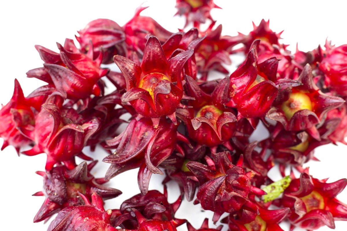 SVG produced over half a million pounds of sorrel – One News SVG