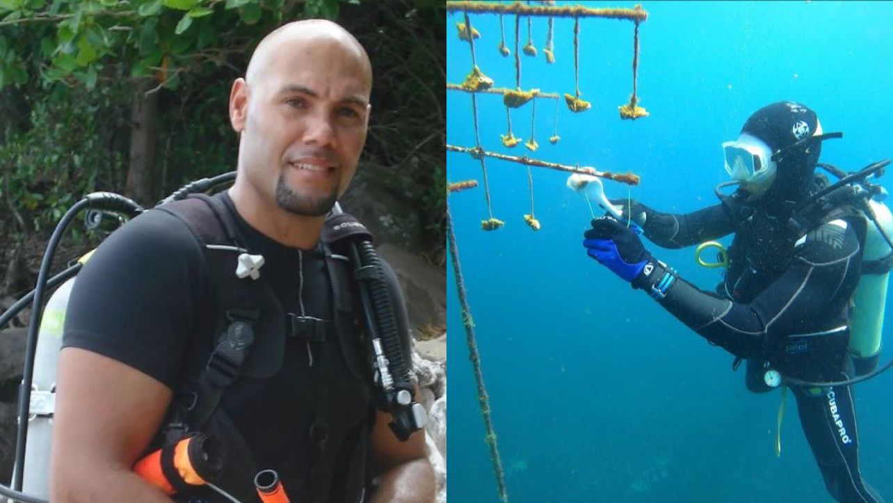 Nursing coral reefs back to life despite climate change effects – One ...