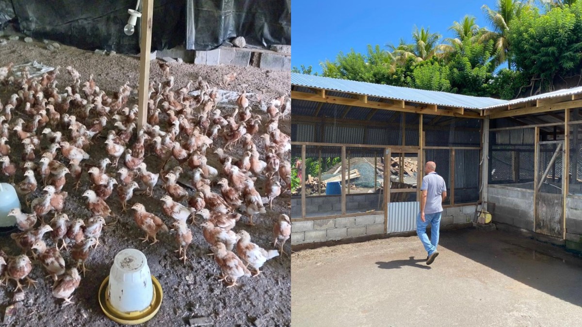 Three organizations team up to help local poultry farmers – One News SVG